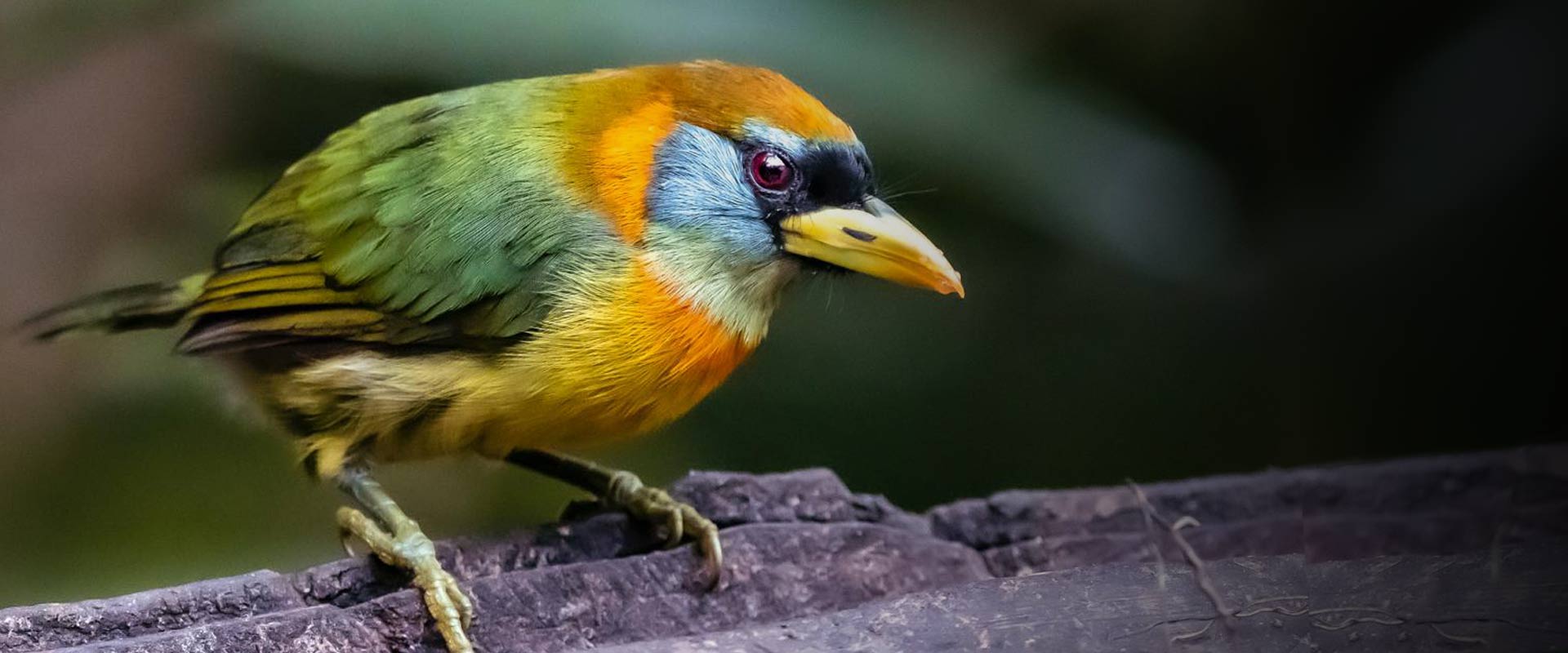 Welcome - San Felipe Birding