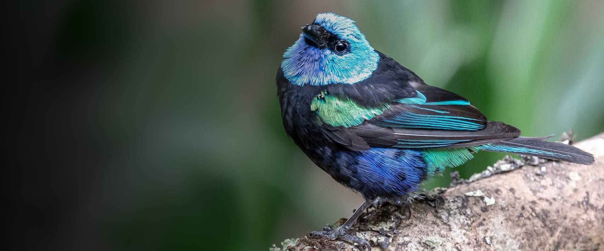 Welcome - San Felipe Birding